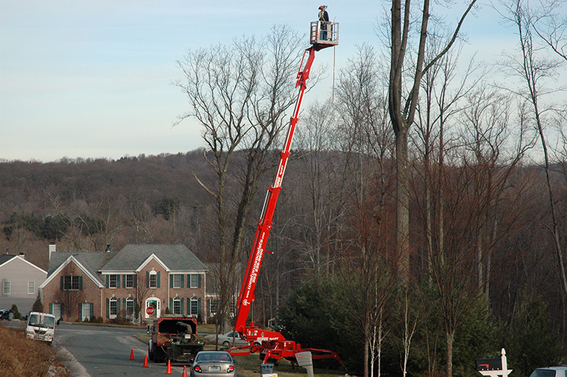 Tree and Property Care | Weston, CT